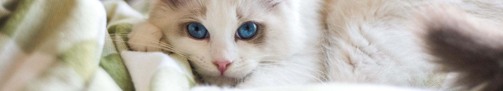 10 errori da non fare quando il gatto sta male